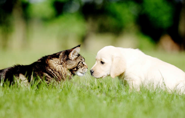 Managing a multi-pet household - Petcover AU