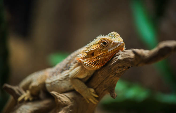 Friendly reptiles: the bearded dragon - Petcover AU