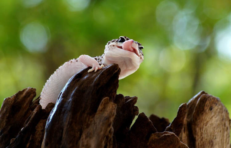Friendly reptiles: Leopard gecko - Petcover AU