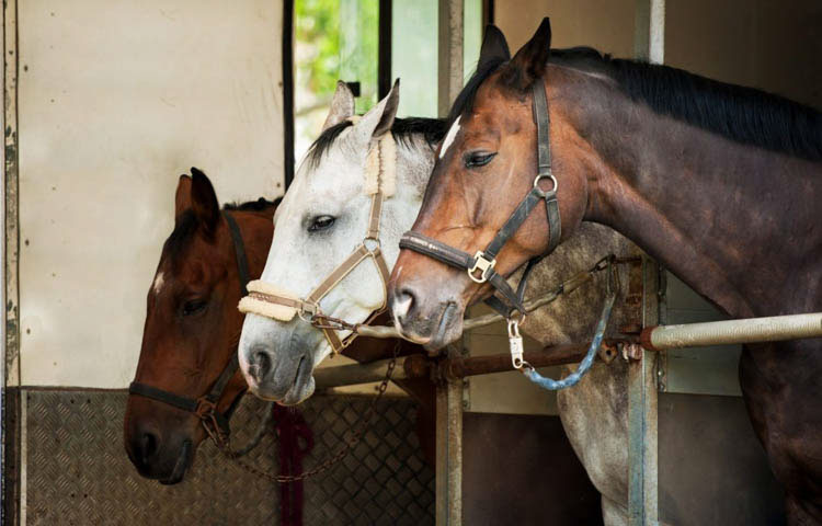 Safety tips for floating your horse - Petcover AU