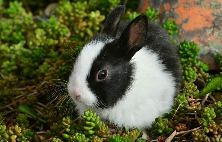 Three happy rabbit sounds - Petcover AU