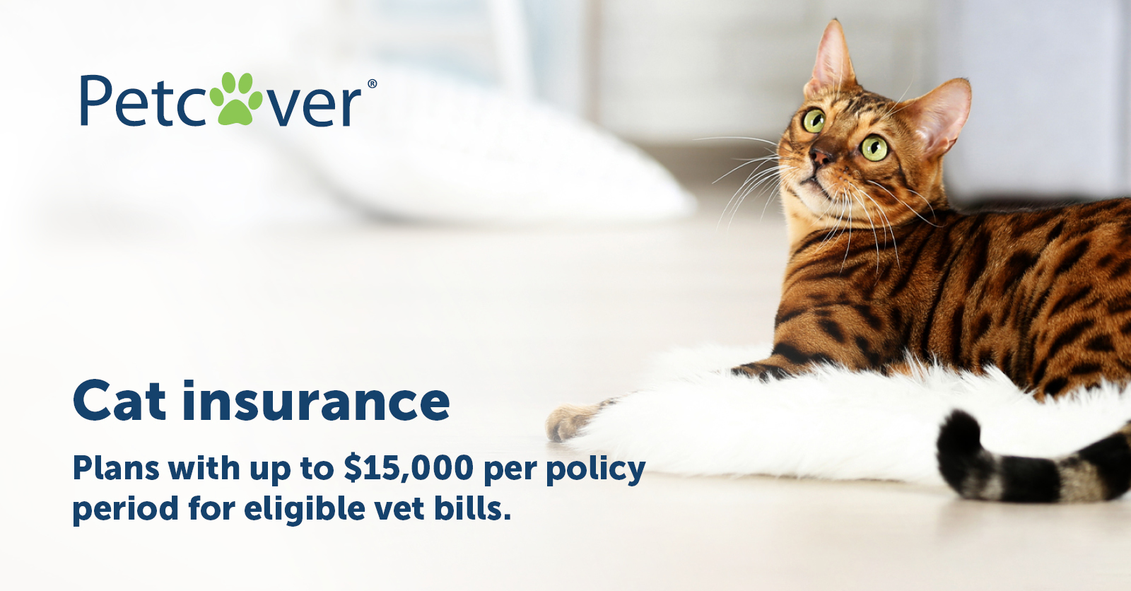 Cat Insurance Plans | Petcover Pet Insurance Australia