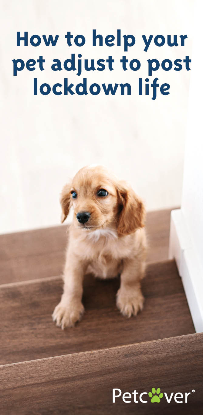How to help your pet adjust to post lockdown life - Petcover AU