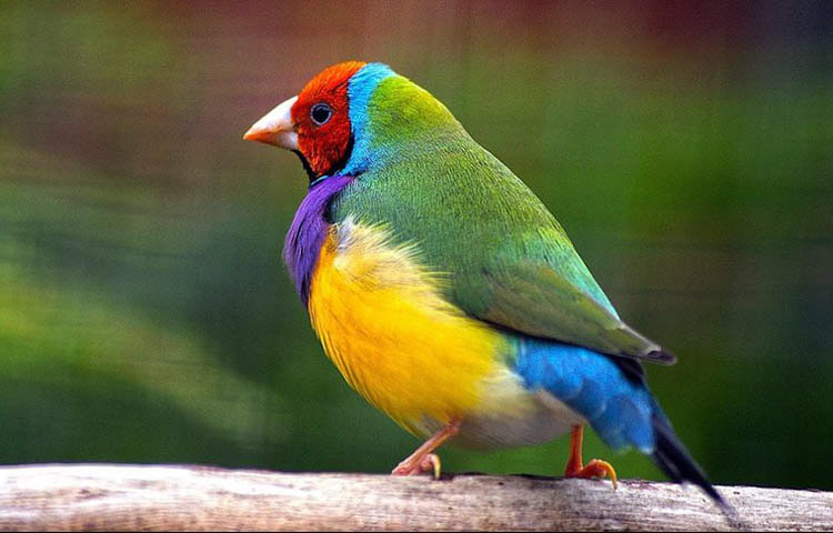 Four best birds for beginners - Petcover AU