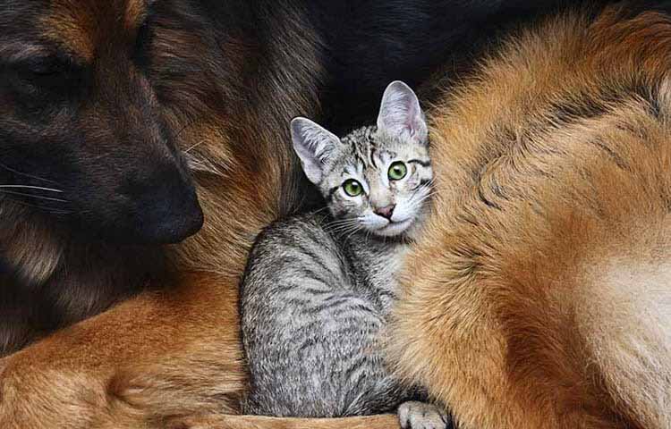 Petcover Umbrella for Life Cover - Petcover AU