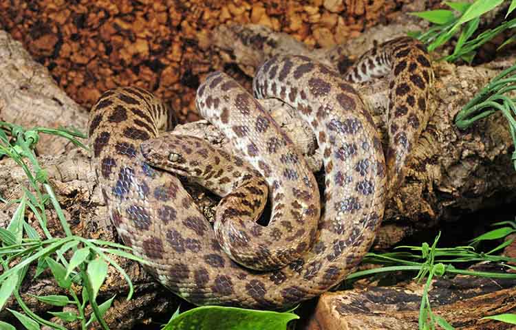 Reptile profiles: Children’s python - Petcover AU