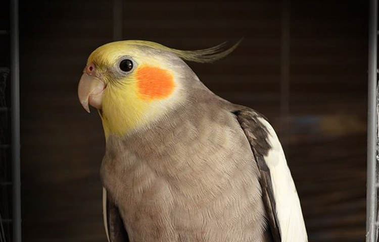 Bird profile: Cockatiel - Petcover AU