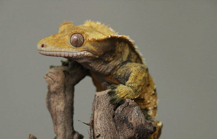Reptile profile: Crested gecko - Petcover AU
