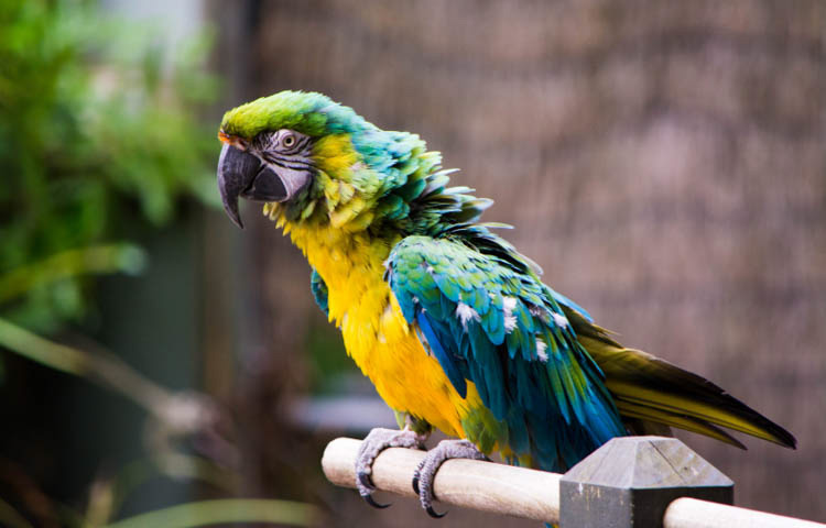5 feathery facts about macaws - Petcover AU