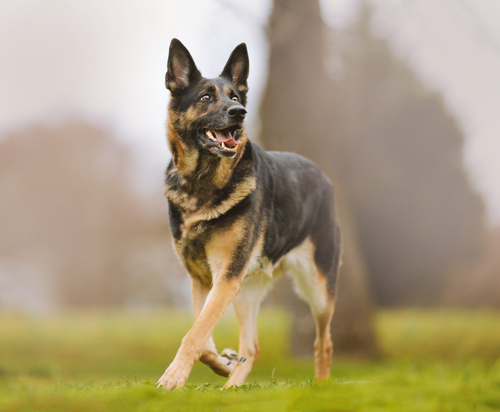 Life with a German Shepherd and the commitment behind their care