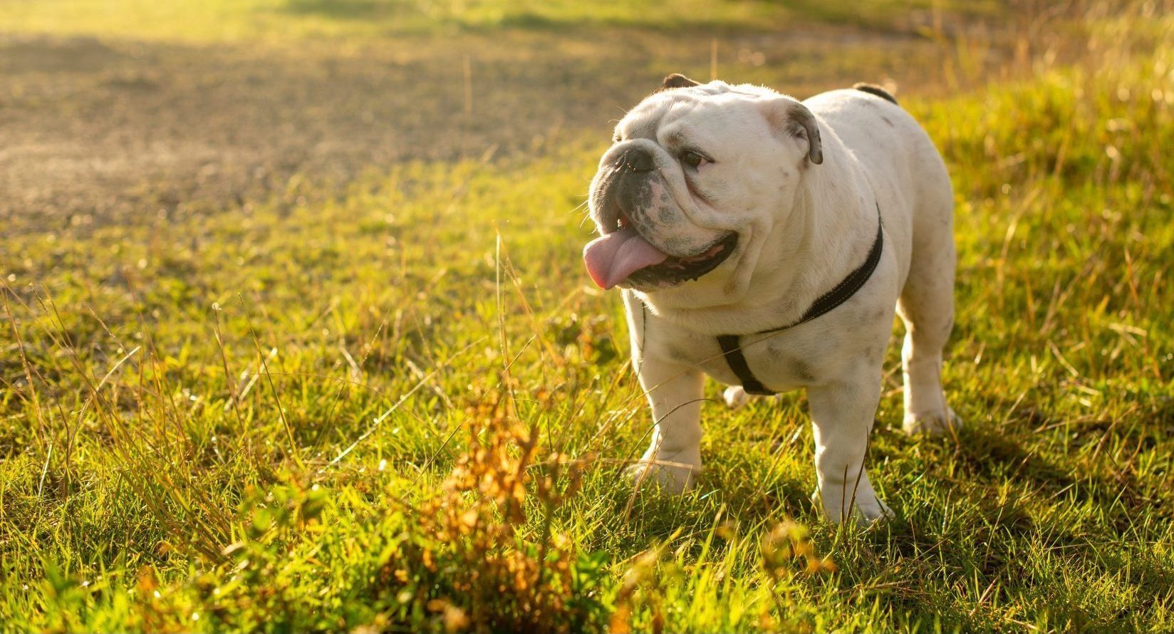 Dog Insurance for Bulldogs | Award-winning cover from Petcover