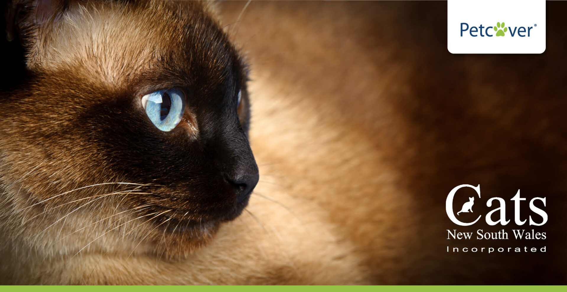Welcoming our new partnership with CATS NSW - Petcover AU