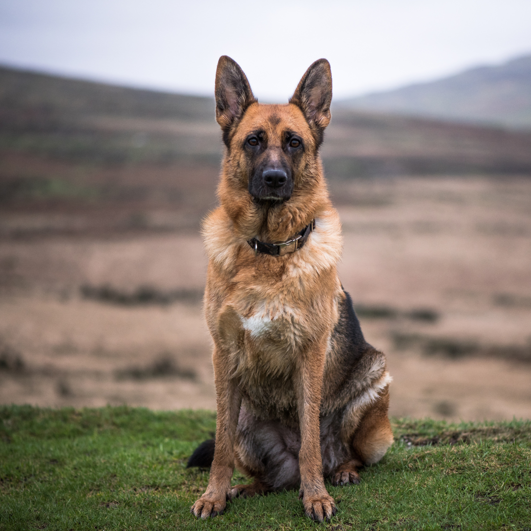 German Shepherds: A Breed Prespective - Petcover AU