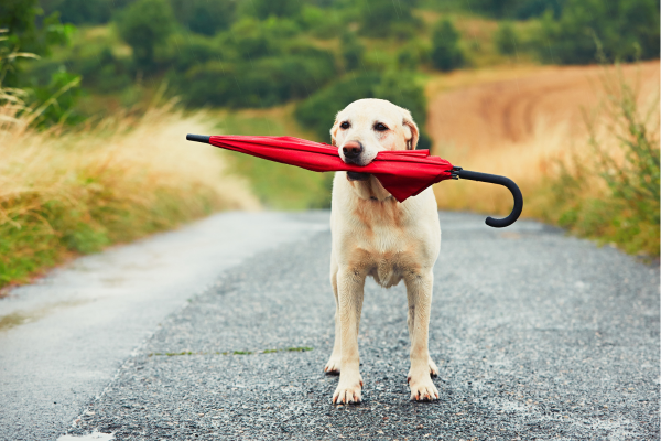 Bad weather and your pets | Petcover Blog
