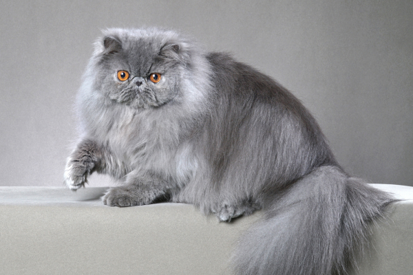 What to know if you're buying a Persian cat | Petcover Blog