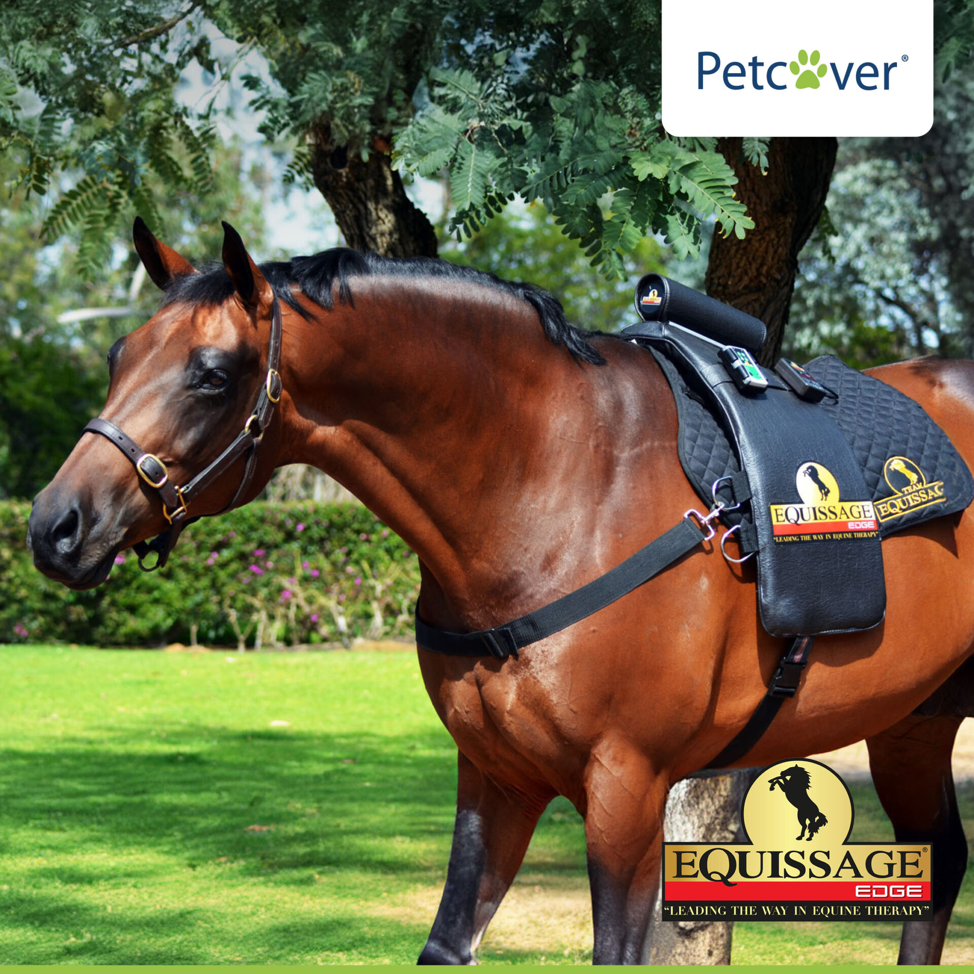 Petcover is excited to announce our new partnership with Equissage Edge ...