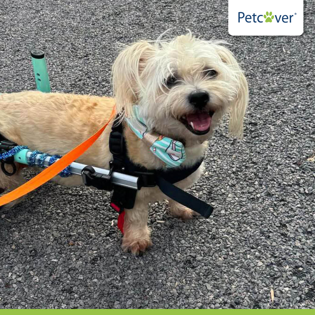 Wally's Journey: The Importance of Pet Insurance in Recovery - Petcover AU