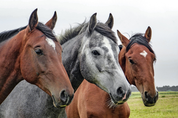 Horse hair whorls | Petcover Blog