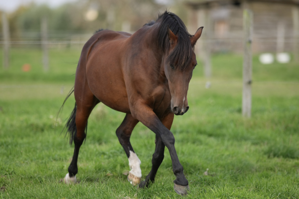 Stringhalt in horses | Petcover Blog