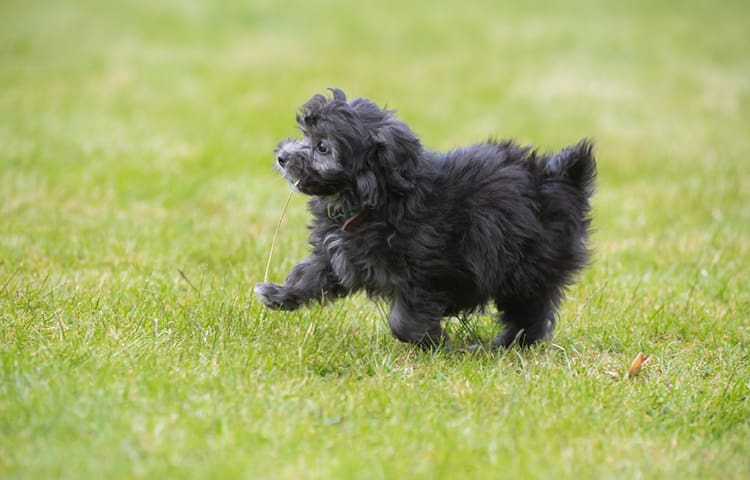 Luigi's spinal surgery journey with Petcover | Petcover Australia