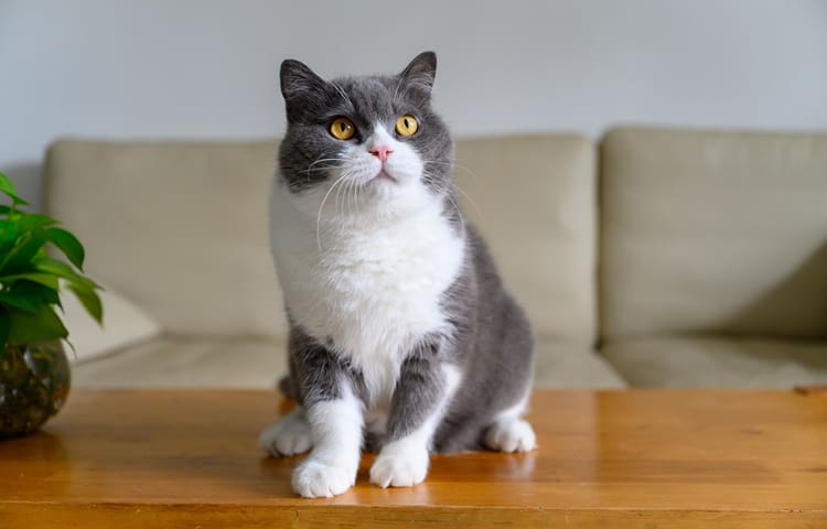 Top tips for selecting the perfect kitten for you - Petcover AU ...