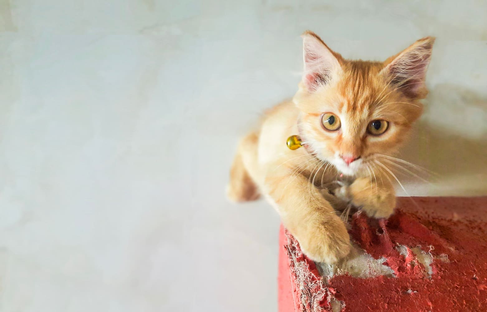 Kitten Training Guide: Raise a Happy, Confident Cat