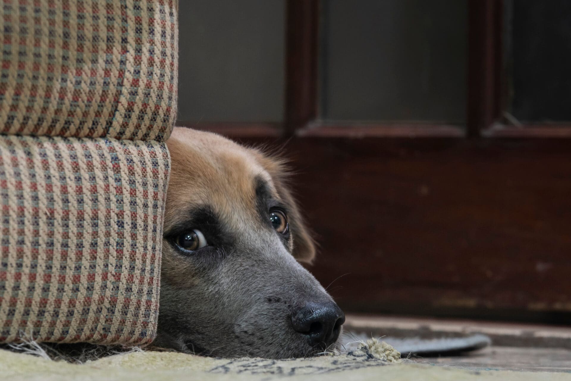 Pet stress: Causes, signs and how to help