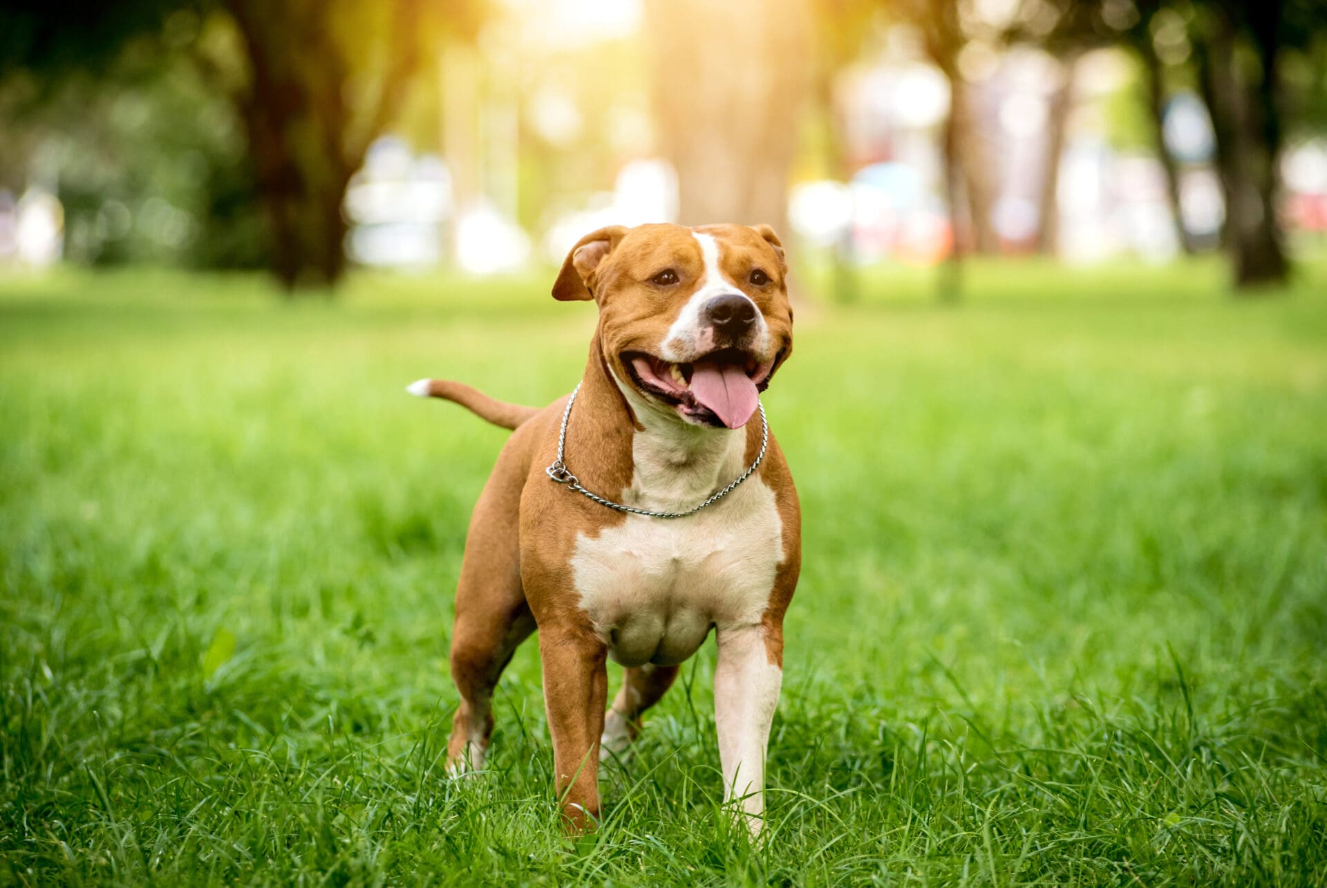 Staffordshire Bull Terrier in Australia: Temperament, health, & care ...