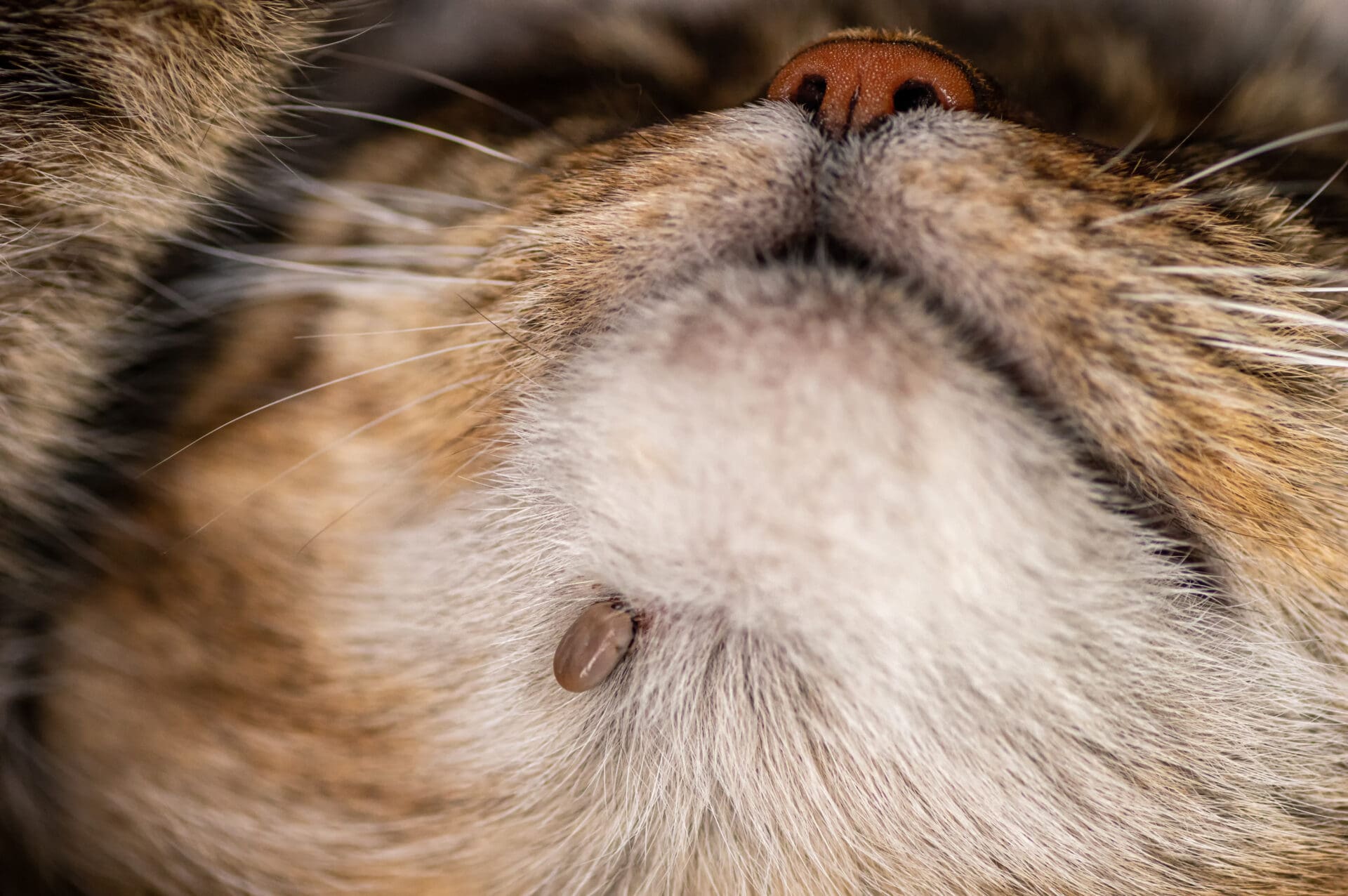 Tick Paralysis in Cats: Signs, symptoms and what Australian pet owners ...