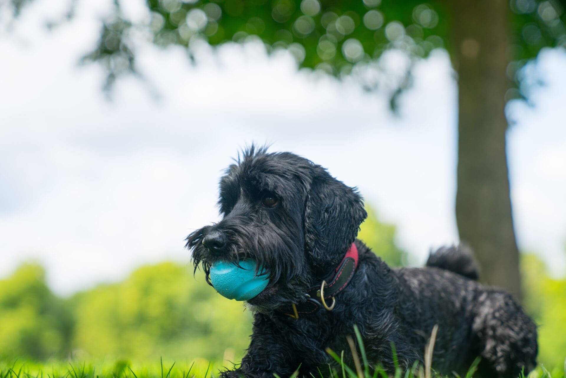 Labradoodle 101: Suitability, care, and long‑term health