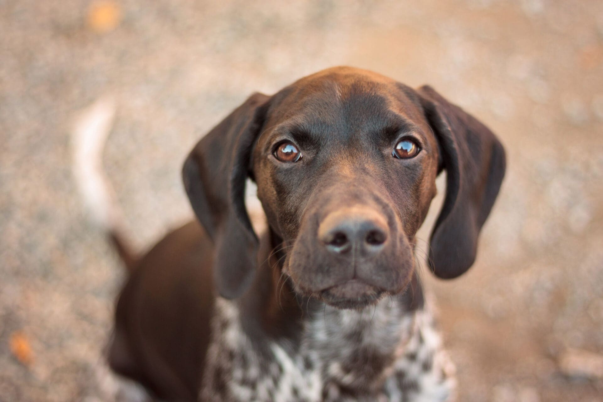German Shorthaired Pointers 101: Suitability, care, and long‑term health