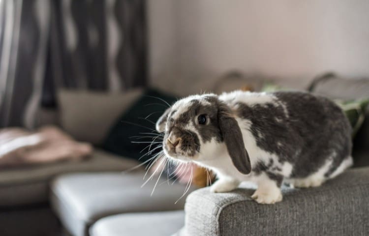 Exotic Pets in Australia: What Every Owner Needs to Know