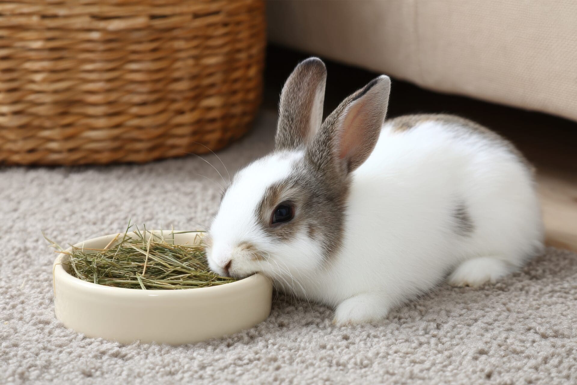 Why your rabbit may stop eating hay: An exotic vet’s guide to ...
