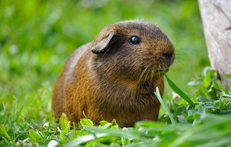 Guinea pig body language guide - Petcover FR