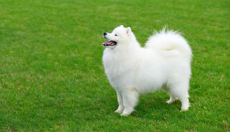Petcover New Zealand fido facts on samoyed blog
