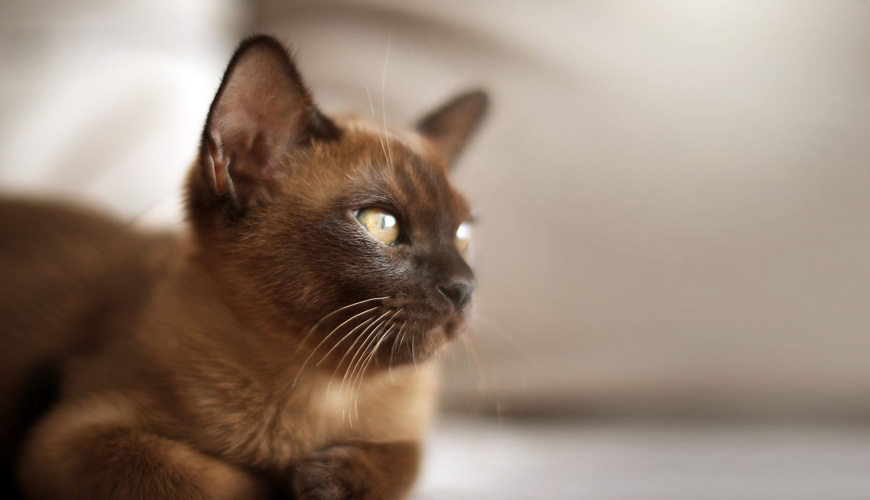 Petcover New Zealand where do burmese cats come from blog