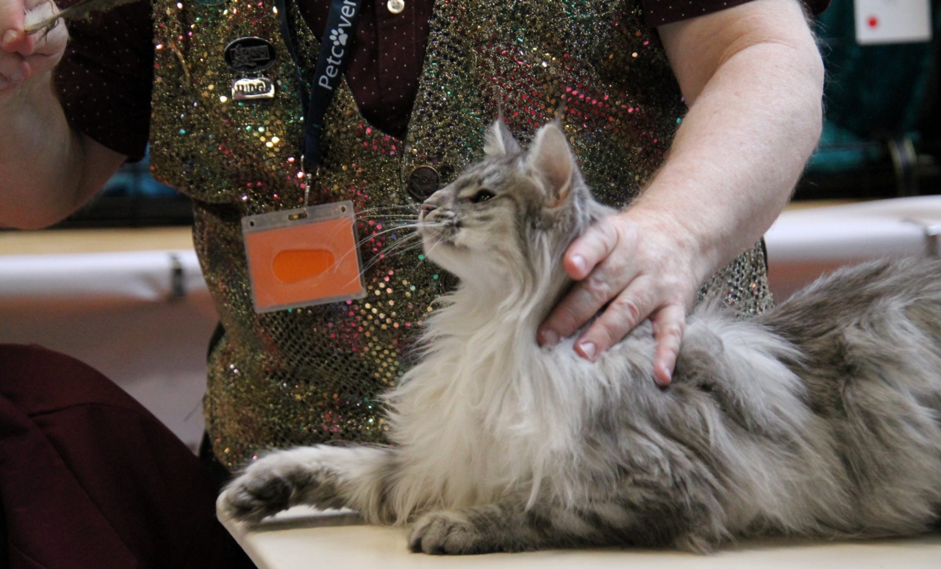 A day for Cat lovers at the 71st Annual Hamilton Cat Club Show ...