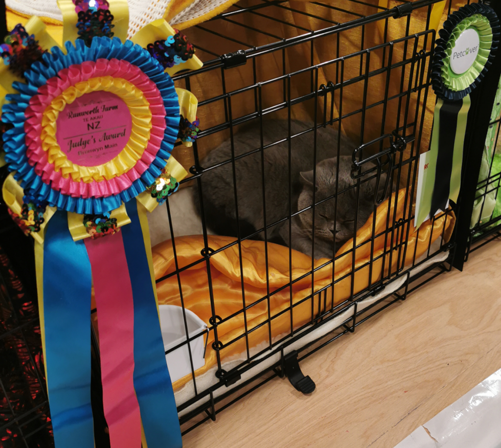 A day for Cat lovers at the 71st Annual Hamilton Cat Club Show ...