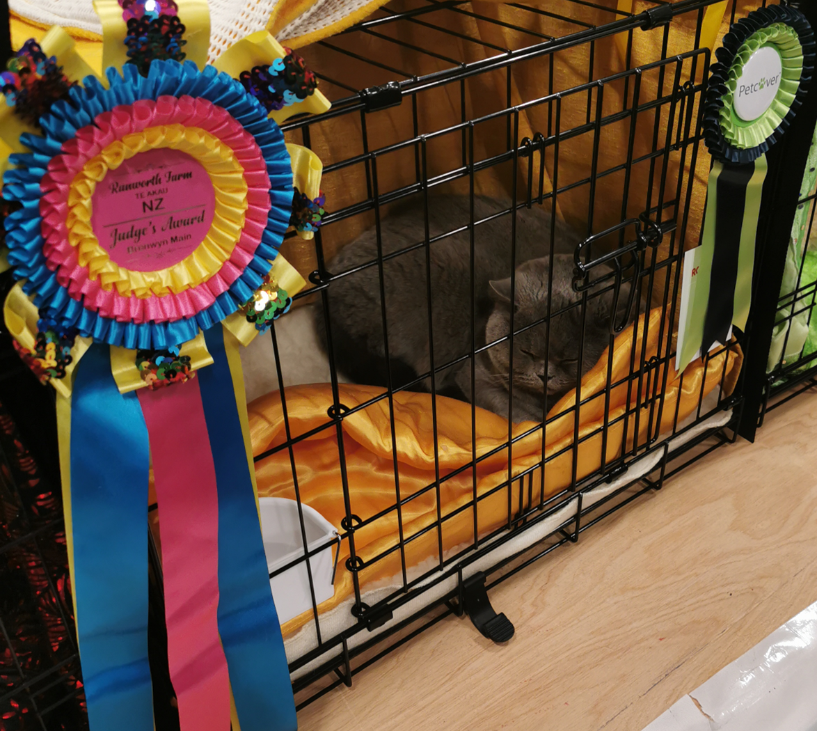 A day for Cat lovers at the 71st Annual Hamilton Cat Club Show ...