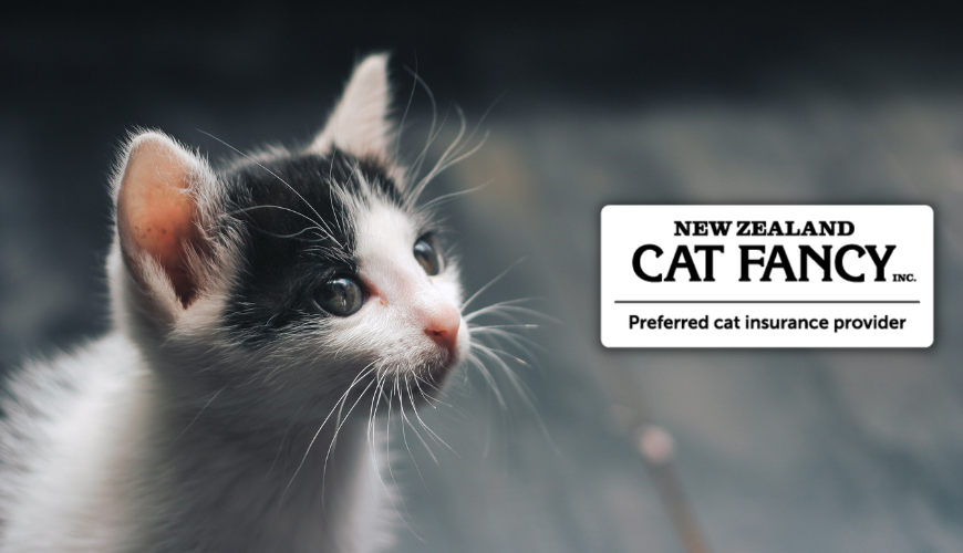 Petcover Announces Partnership with New Zealand Cat Fancy
