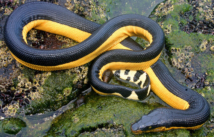 Sea snakes bite dogs along NZ beaches | Petcover NZ