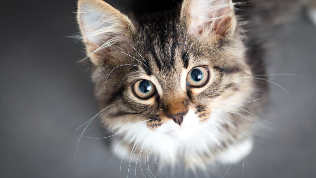 Your new kitten guide - Petcover NZ