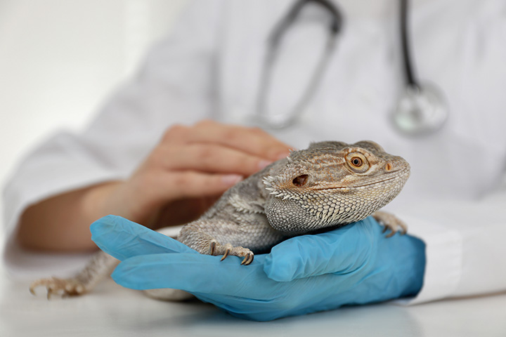 Bearded Dragon Health Problems: Signs, Care & Vet Costs NZ