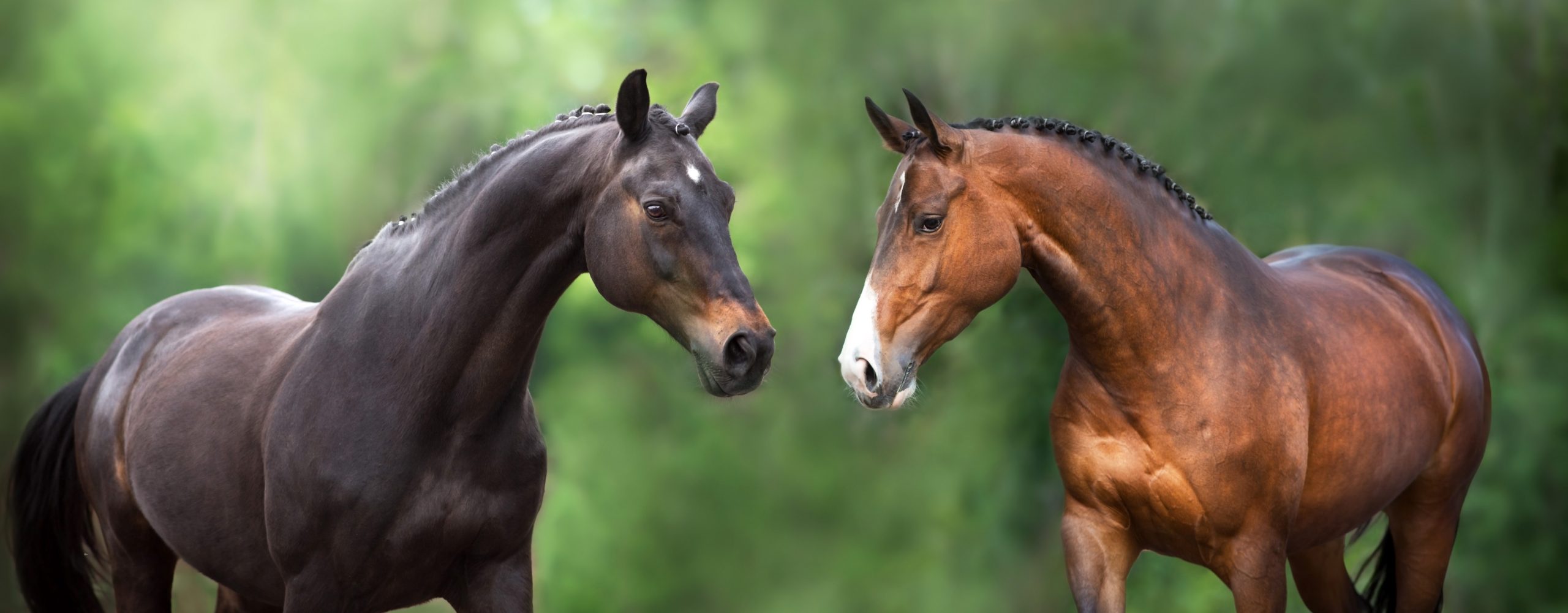 Equine welfare: Head and neck positions - Petcovergroup UK