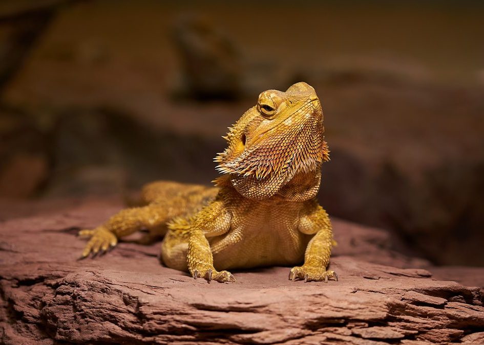Friendly reptiles: the bearded dragon - Petcovergroup UK