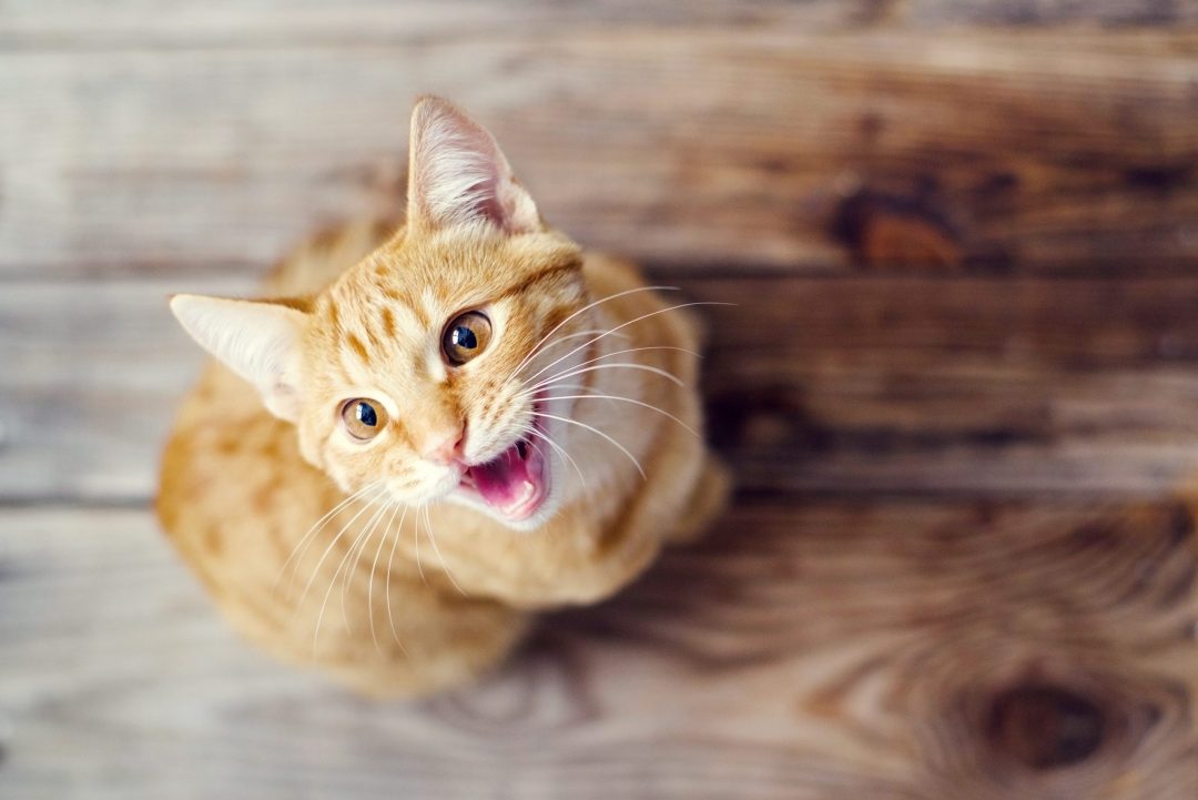 Different cat meow meanings - Petcovergroup UK