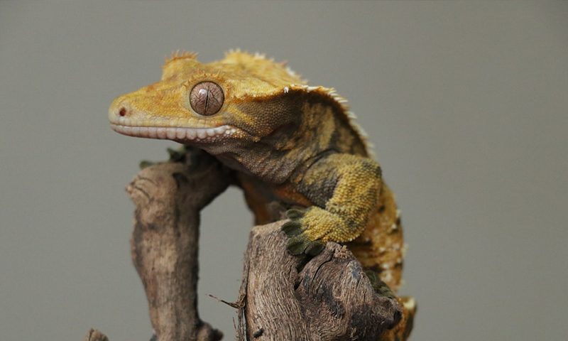 Reptile profile: Crested gecko - Petcovergroup UK