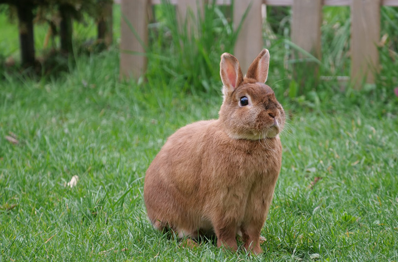 Flystrike in rabbits - Petcovergroup UK